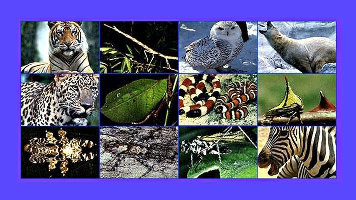 Masters Of Disguise Science Video Pbs Learningmedia