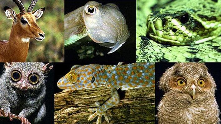 Night Vision | Science | Interactive | PBS LearningMedia