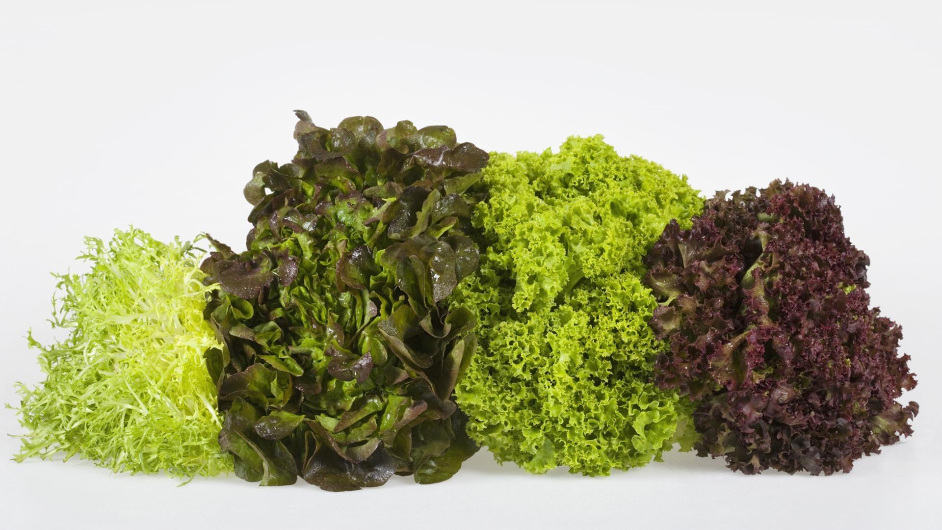 Plant Families | Think Garden | PBS LearningMedia