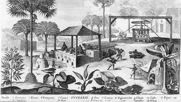 Sugar Trade in the Caribbean is White Gold | Teaching with Primary ...