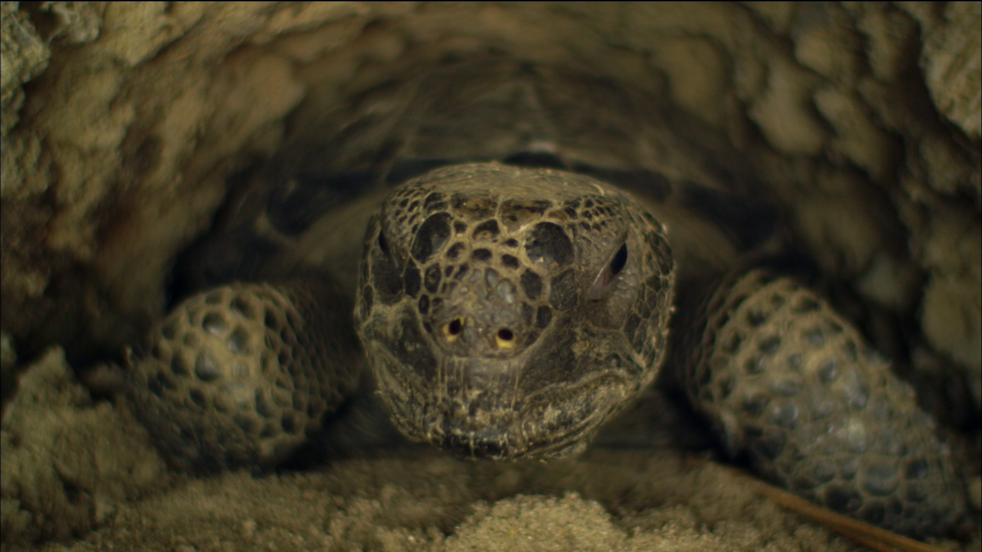 Nature Nuggets: Tortoise Shares Home | PBS LearningMedia