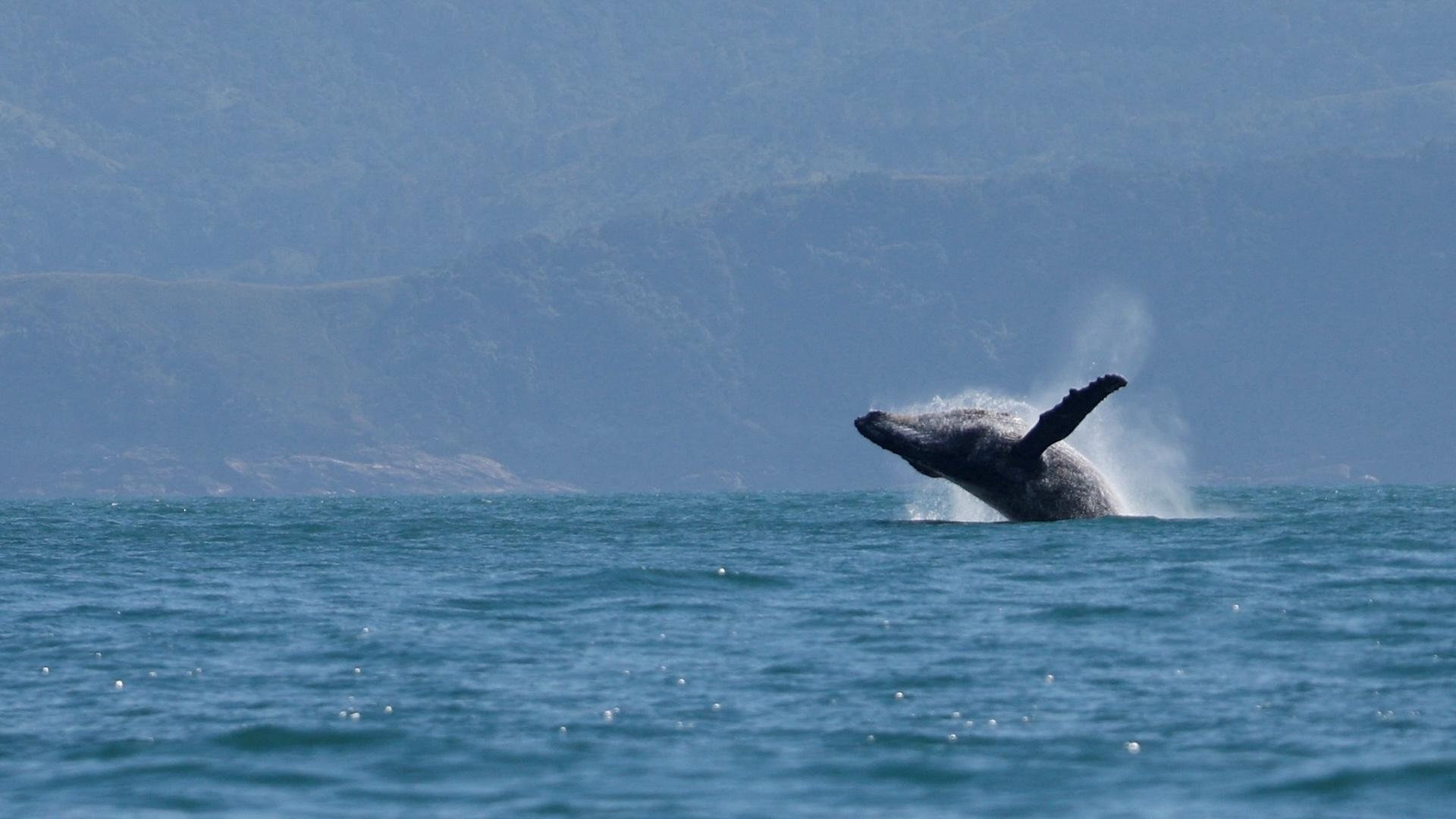 Scientists Track Humpback Whales With Ai Pbs News Hour Pbs