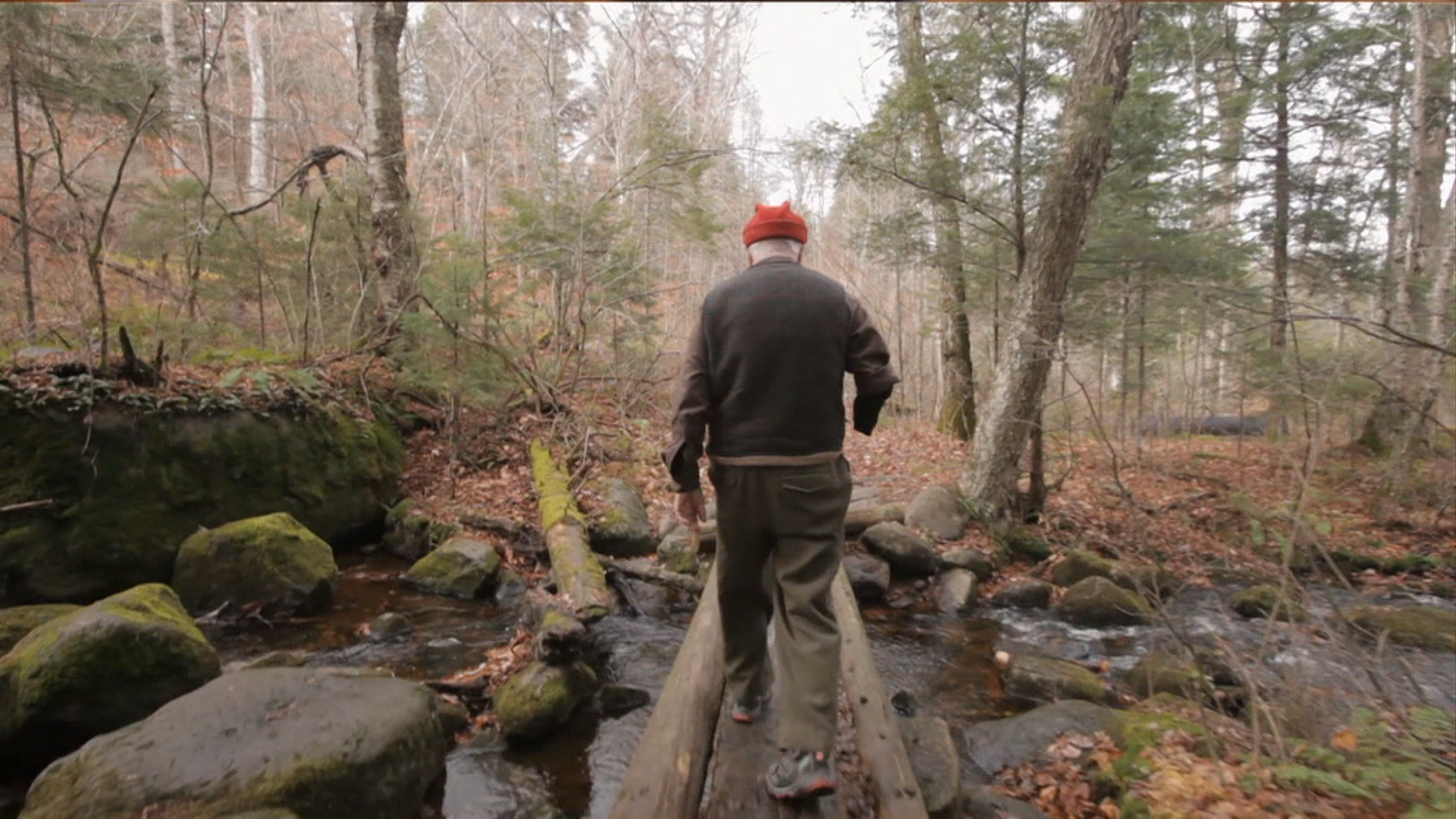 The Role of Trees in Battling Climate Change | The Resilient Ones ...