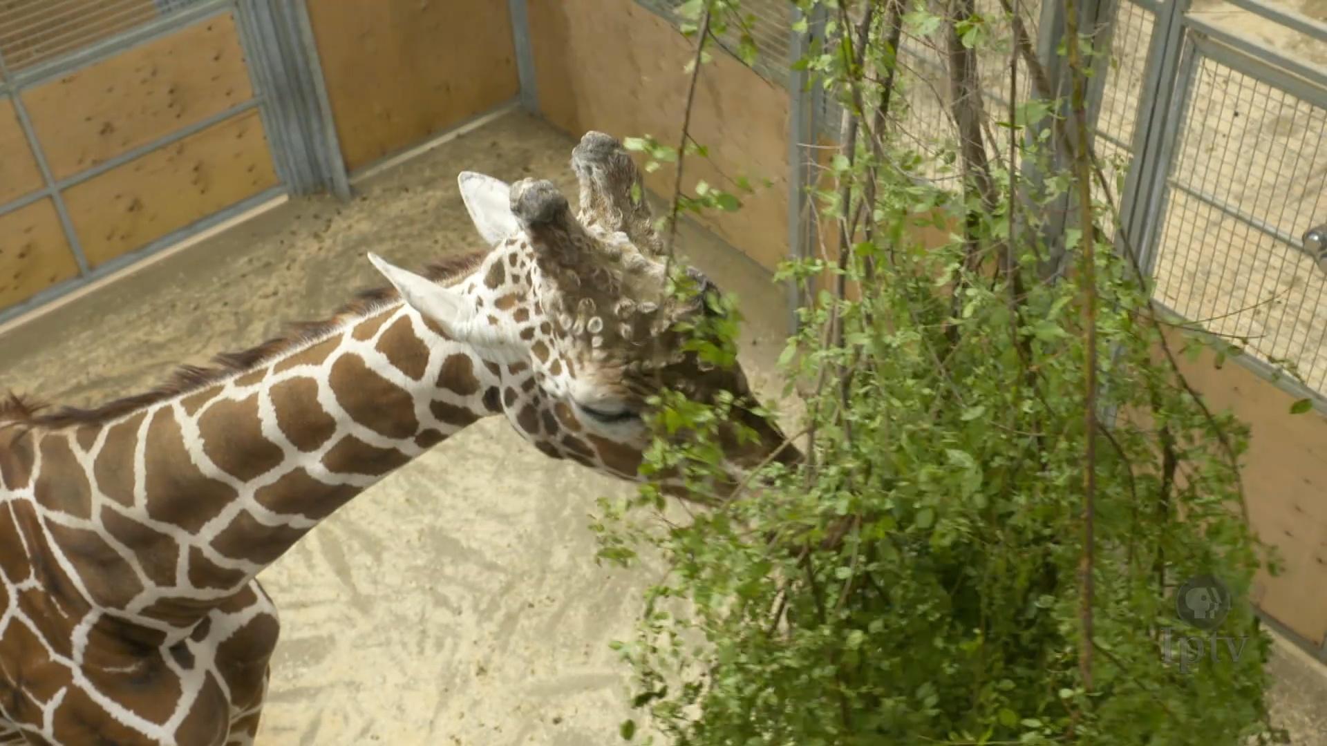 Upcycling Invasive Species | Iowa Land and Sky | PBS LearningMedia