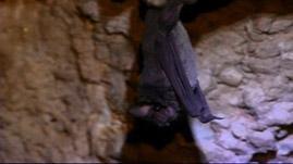 Bats of the Southwest | PBS LearningMedia