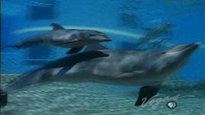 Dolphin Reproductive Behavior | Science | Video | PBS LearningMedia