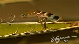 Outdoor Nevada | Night Lizards | PBS LearningMedia