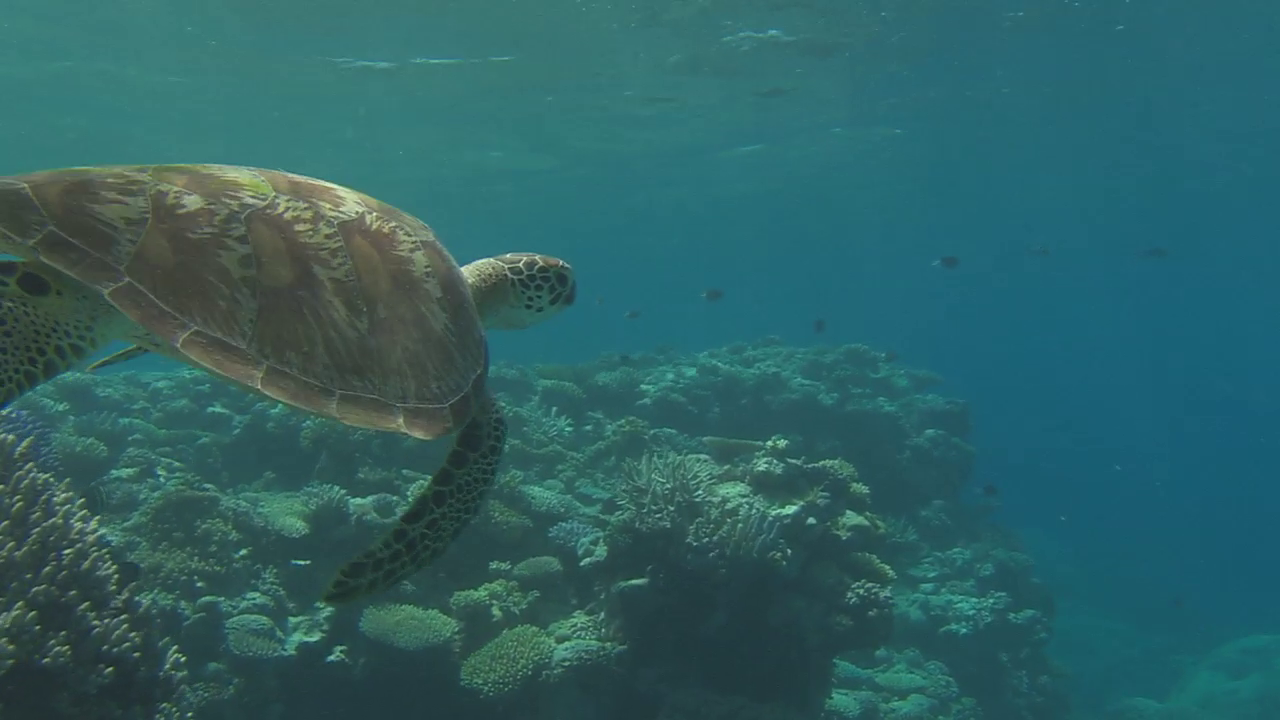 Tiger Sharks Attack Turtle