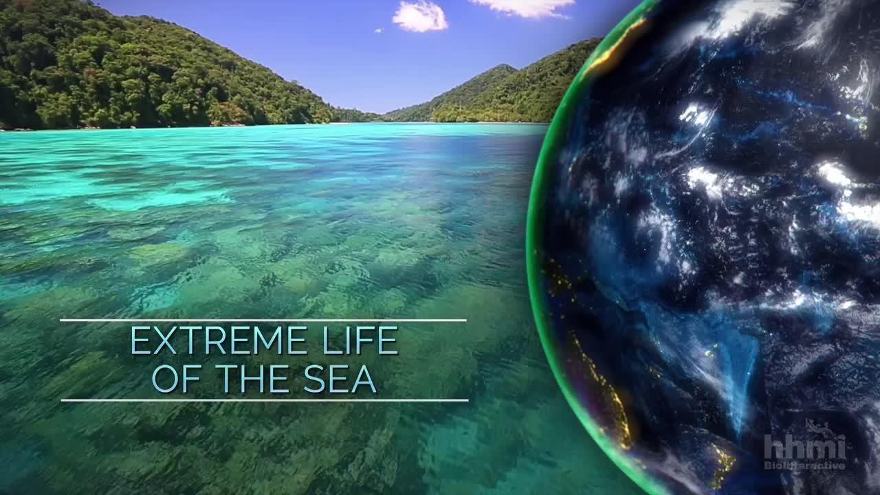 Extreme Life of the Sea (Lecture) | HHMI BioInteractive | Grades 9-12 ...