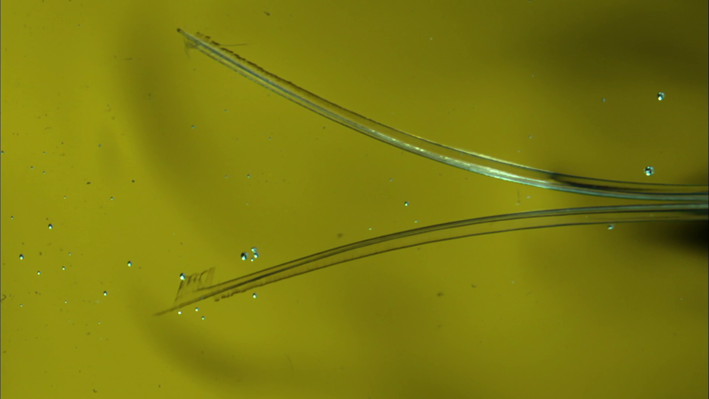 Cellular Respiration In Scarce Oxygen: Hummingbird Adaptions at High ...