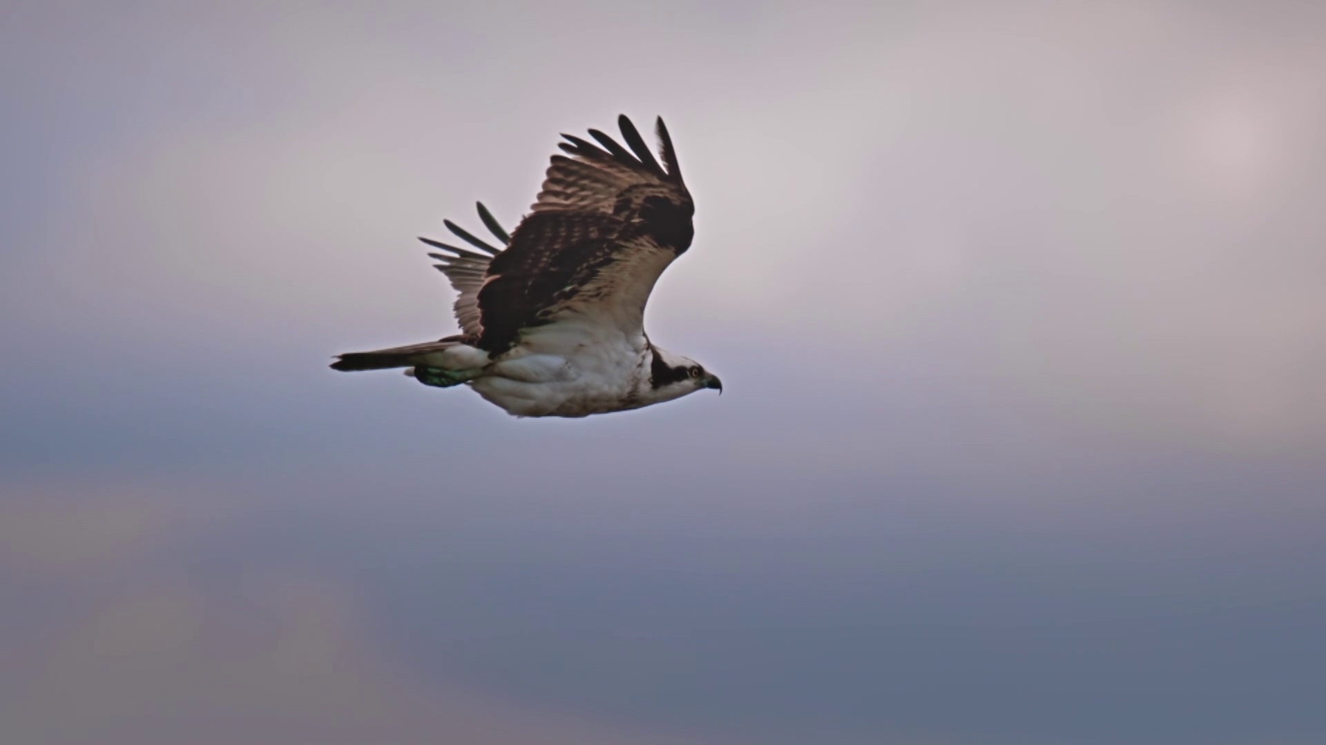 The Osprey's Journey | Season of the Osprey | Grades 6-8, 9-12 Science ...