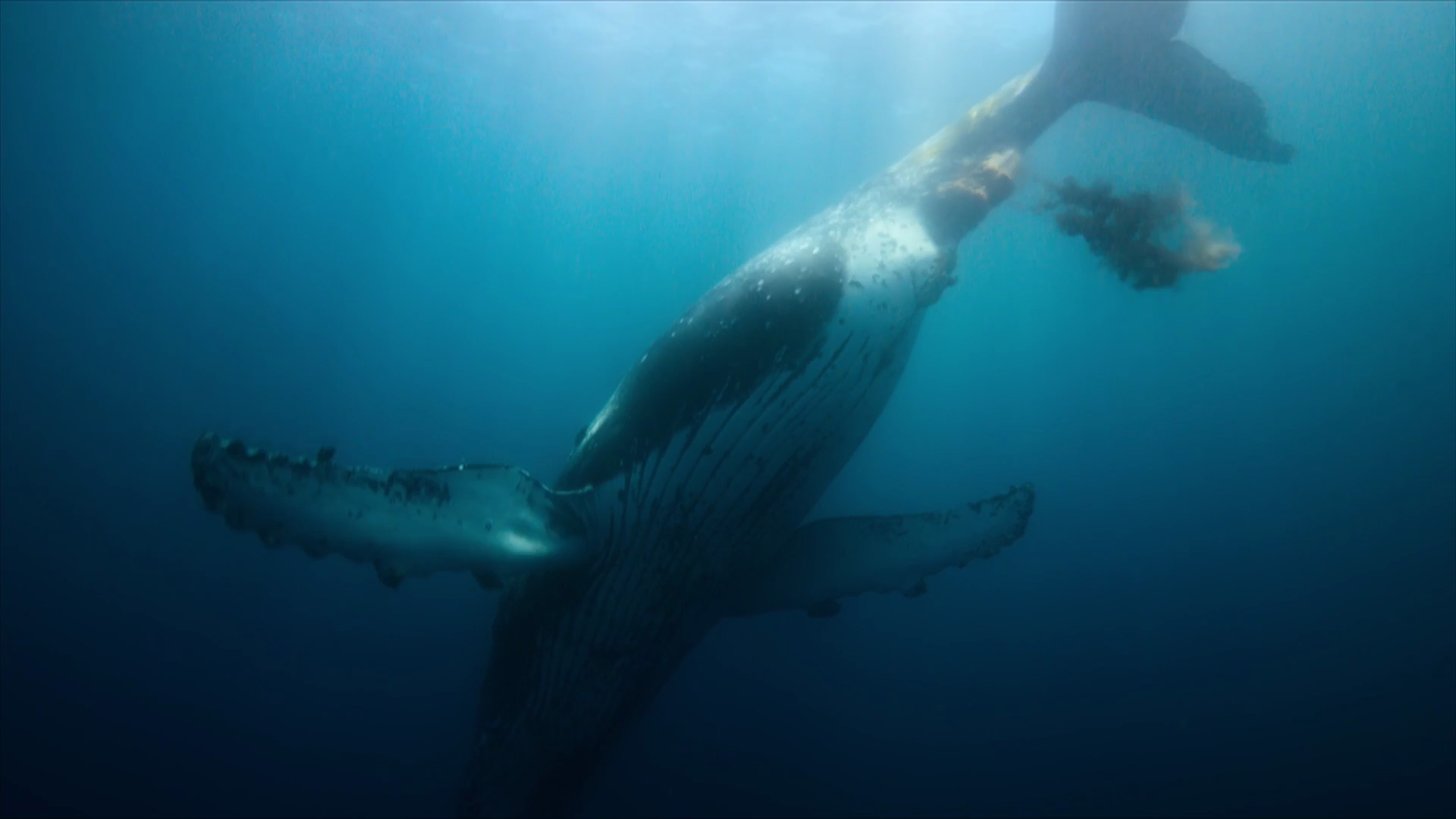 Whale Poop Primes the Ocean Carbon Pump | The Future of Nature | Grades ...