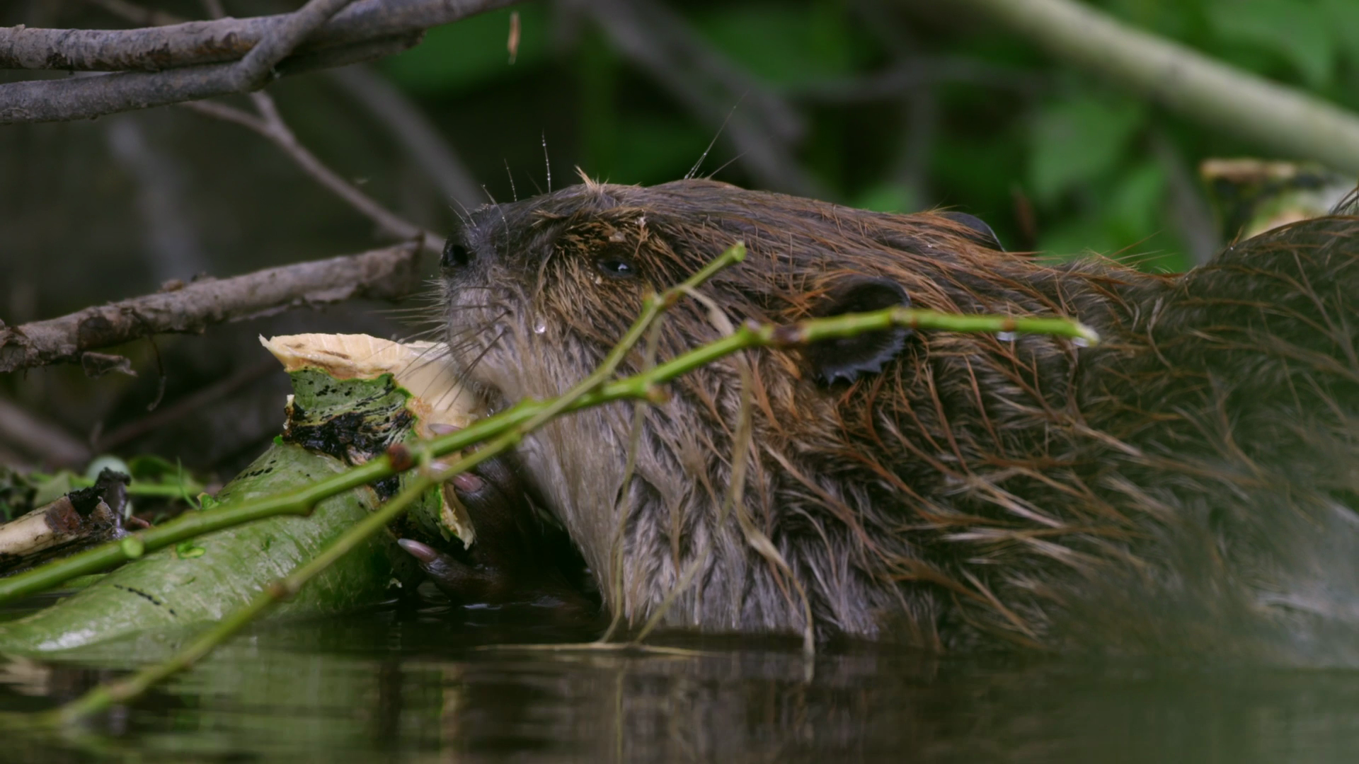 Leave it to Beavers: Nature's EcoEngineers Build Climate Resilient ...