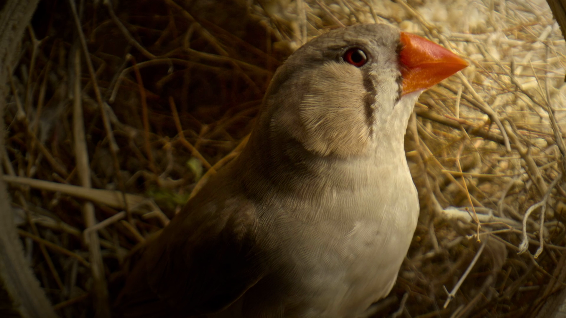 Song of Survival: Finch Adaptations in the Rapidly Warming Outback ...
