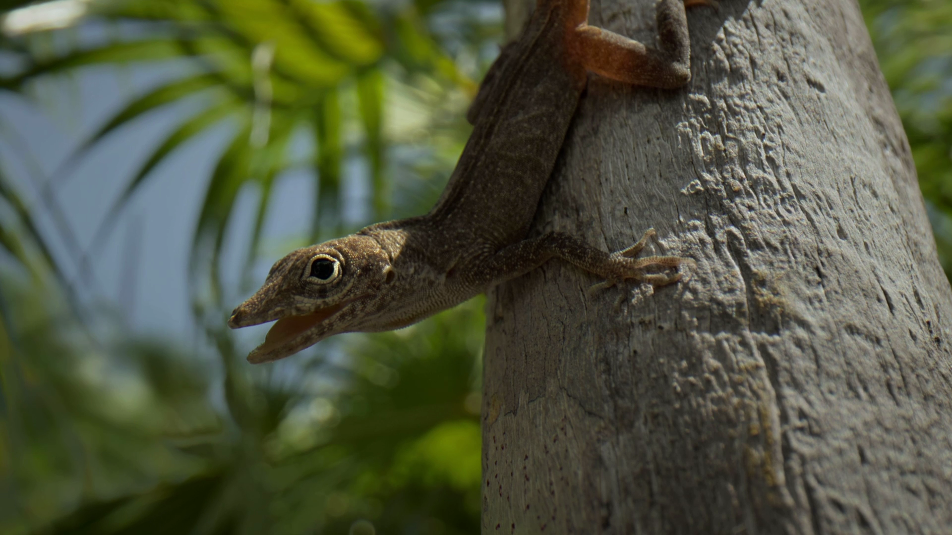 Winds of Change: Lizard Adaptations in a World With Wilder Weather ...