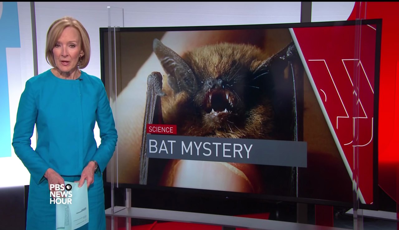 Scientists Try to Understand Disease Killing Millions of U.S. Bats ...