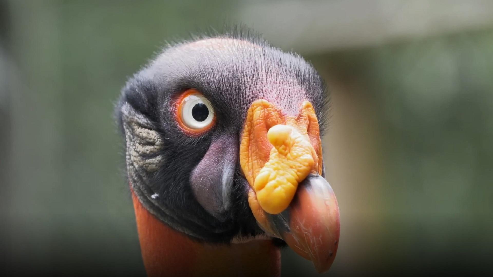 King Vulture | Paws for a Minute | PBS LearningMedia