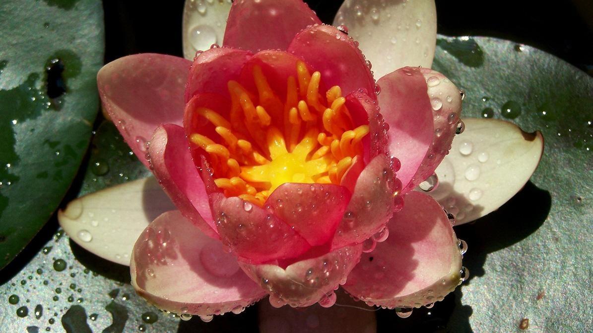 Fragrant Water Lily | KET Image Bank | PBS LearningMedia