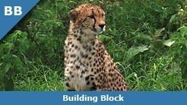 Cheetah | PBS LearningMedia