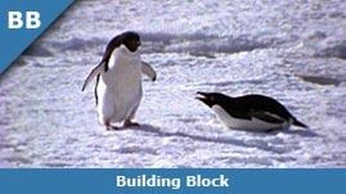 Penguins | Preschool | Video | PBS LearningMedia