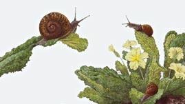 Are You a Snail? | Grades PreK-K, K-2 English Language Arts and ...
