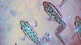 Possible Causes of Malformed Frogs | PBS LearningMedia