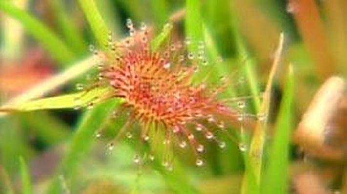 Carnivorous Plants of Texas | Science | Video | PBS LearningMedia