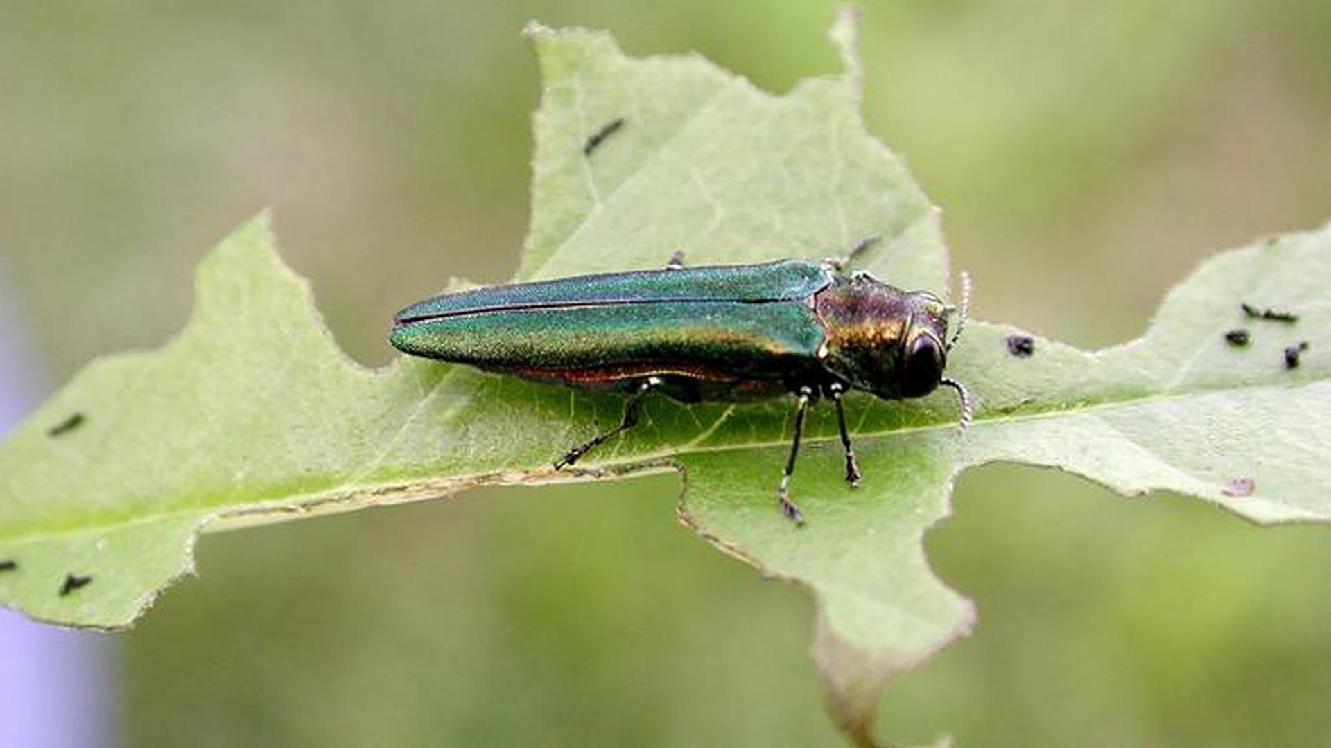 Warming Climate and Invasive Species | PBS LearningMedia