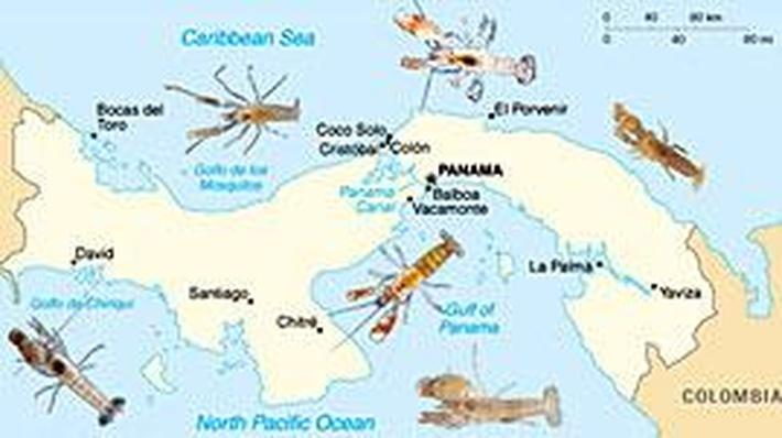Allopatric Speciation | Science | Image | PBS LearningMedia