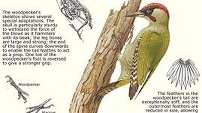 How the Woodpecker Avoids a Headache | Science | Image | PBS LearningMedia