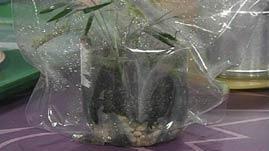Biome in a Baggie | PBS LearningMedia
