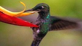 How Does Evolution Really Work? | PBS LearningMedia