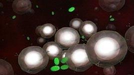 Immune Cells in Action | PBS LearningMedia