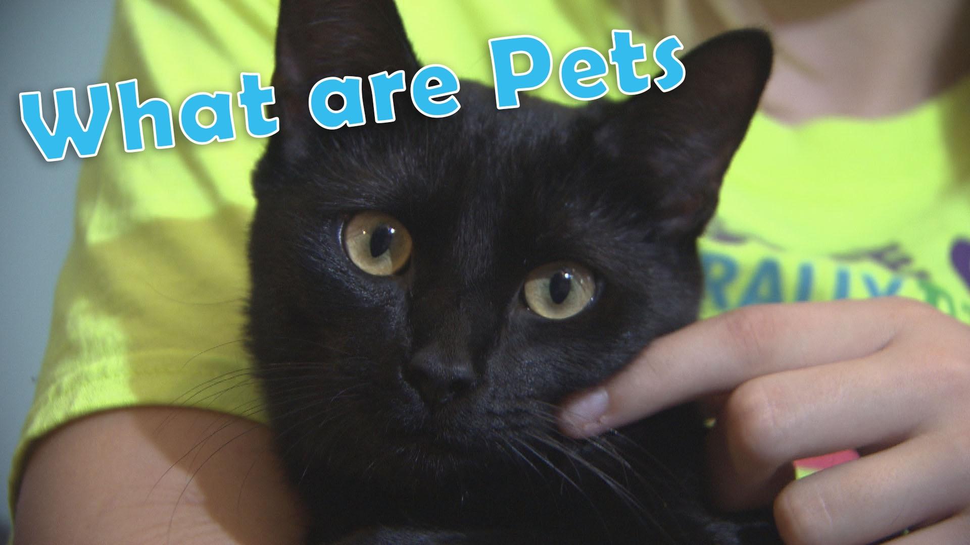 What are Pets? | Young Explorers | PBS LearningMedia