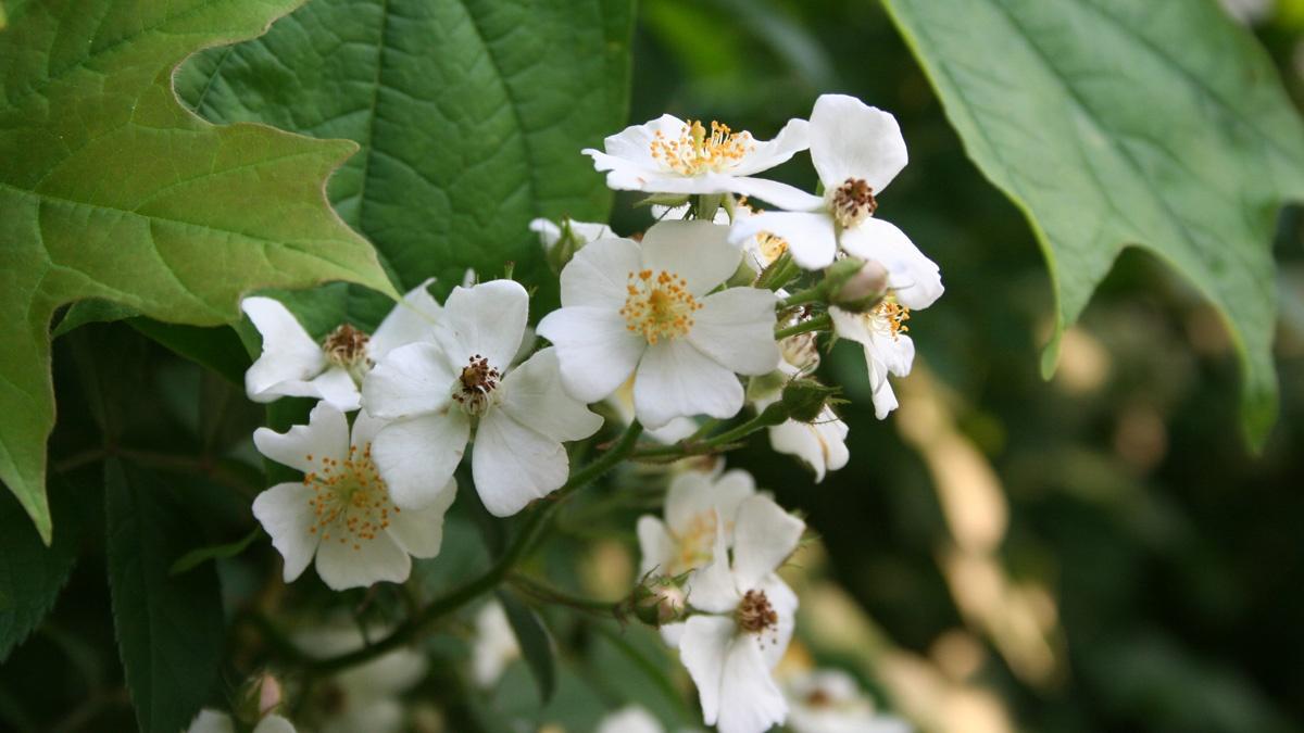 Multiflora Rose | KET Image Bank | PBS LearningMedia