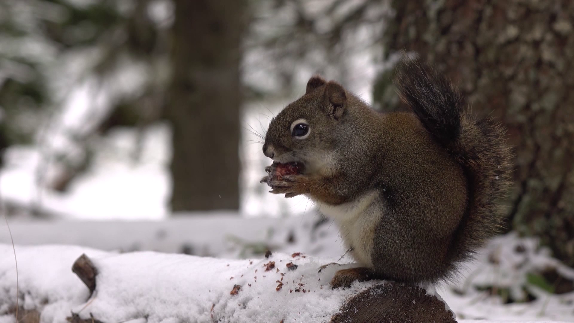 Winter | Wild for Ohio | Grades 3-5 Science Teaching and Lesson Resources
