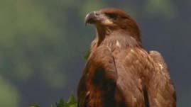 Nature | American Eagle: Fledglings | PBS LearningMedia