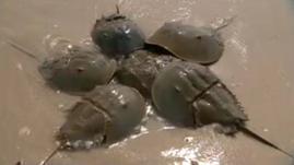 Nature | Crash: A Tale of Two Species - The Living Fossil | PBS ...