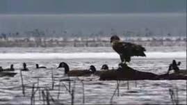 Nature | American Eagle: Growing Independent | PBS LearningMedia