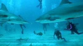 Nature | The Secret World of Sharks and Rays: Sharks in Our Future ...