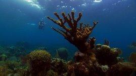 Nature | Cuba: The Accidental Eden - Coral Reefs | PBS LearningMedia