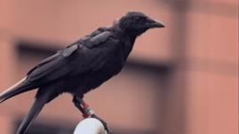 Nature | A Murder of Crows: As the Crow Flies | PBS LearningMedia
