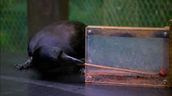 Nature | A Murder of Crows: As the Crow Flies | Science | Video | PBS ...