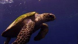 Nature | Cuba: The Accidental Eden - Sea Turtles | PBS LearningMedia