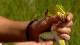 Everglades: Pig Frog | WILD TV | PBS LearningMedia