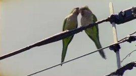 City Parrots | Grades 3-5, 6-8 Supporting With Reasons (Grade 3 ...