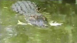 Pesky Critters | PBS LearningMedia