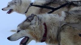The Sled Dogs of the Arctic Circle | Nature | Grades 3-5, 6-8, 9-12 ...