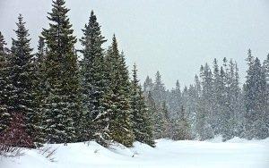 Seeing the Wood for the Trees: Introduction to Sustainable Forestry ...