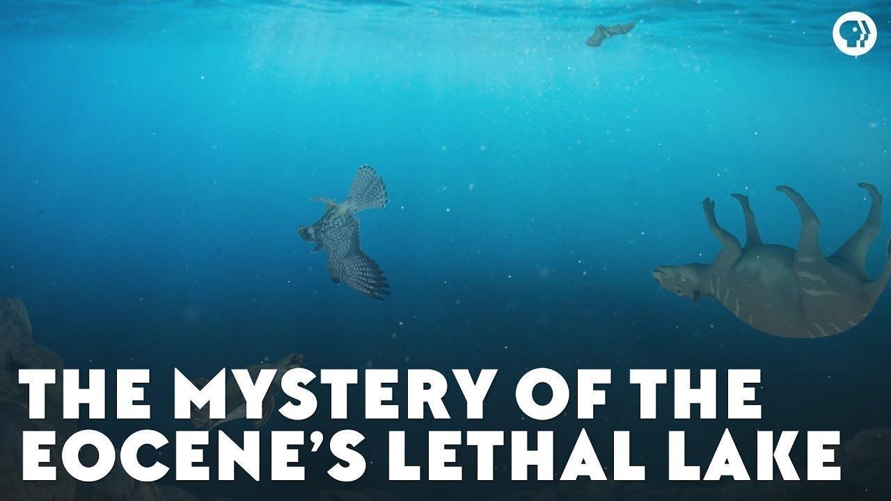 The Mystery of the Eocene’s Lethal Lake | Eons | PBS LearningMedia